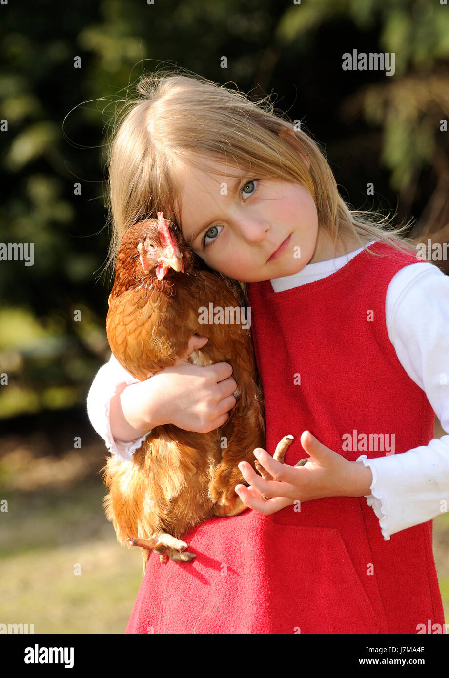 little girl with chicken Stock Photo - Alamy
