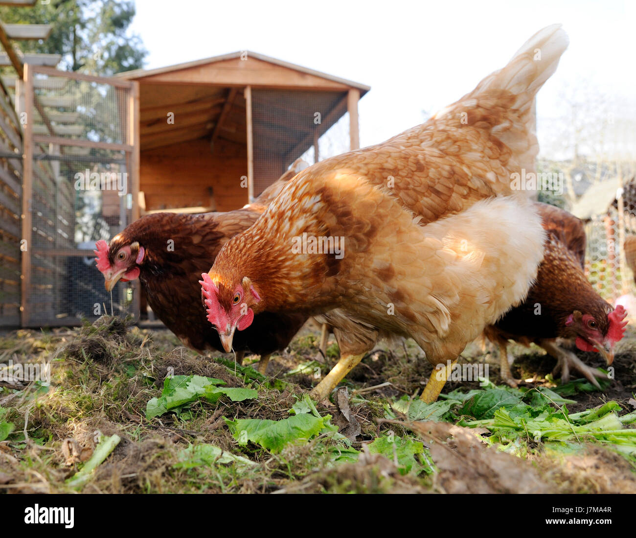 poultry peck hen house hen laying hen bird agriculture farming birds ...