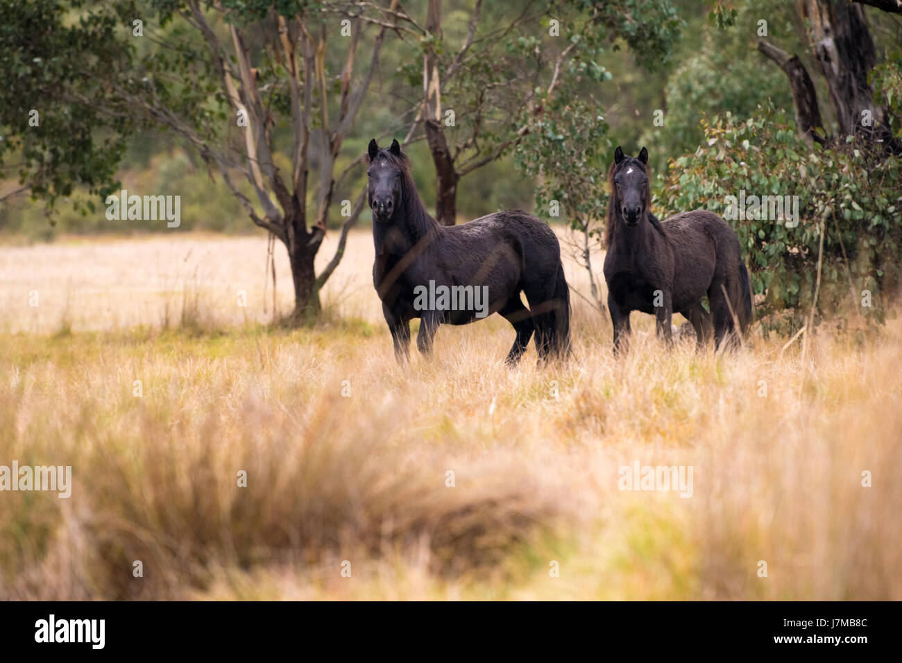 Wild Brumby Horses photographed in the Kosciuszko National Park, New ...