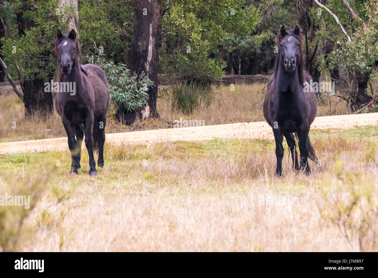Wild Brumby Horses photographed in the Kosciuszko National Park, New ...