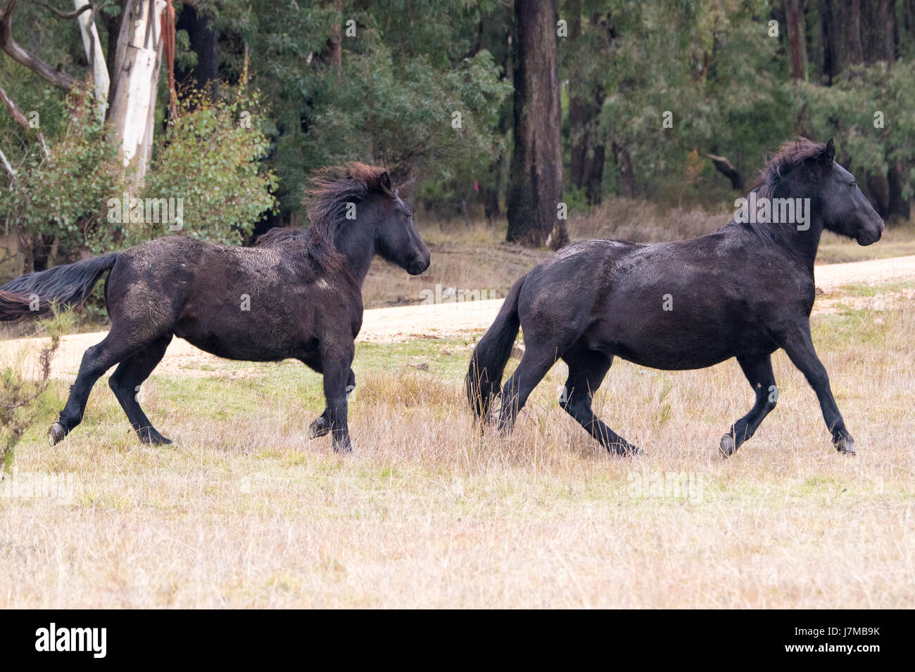 Brumby wild horse australia hi-res stock photography and images - Alamy
