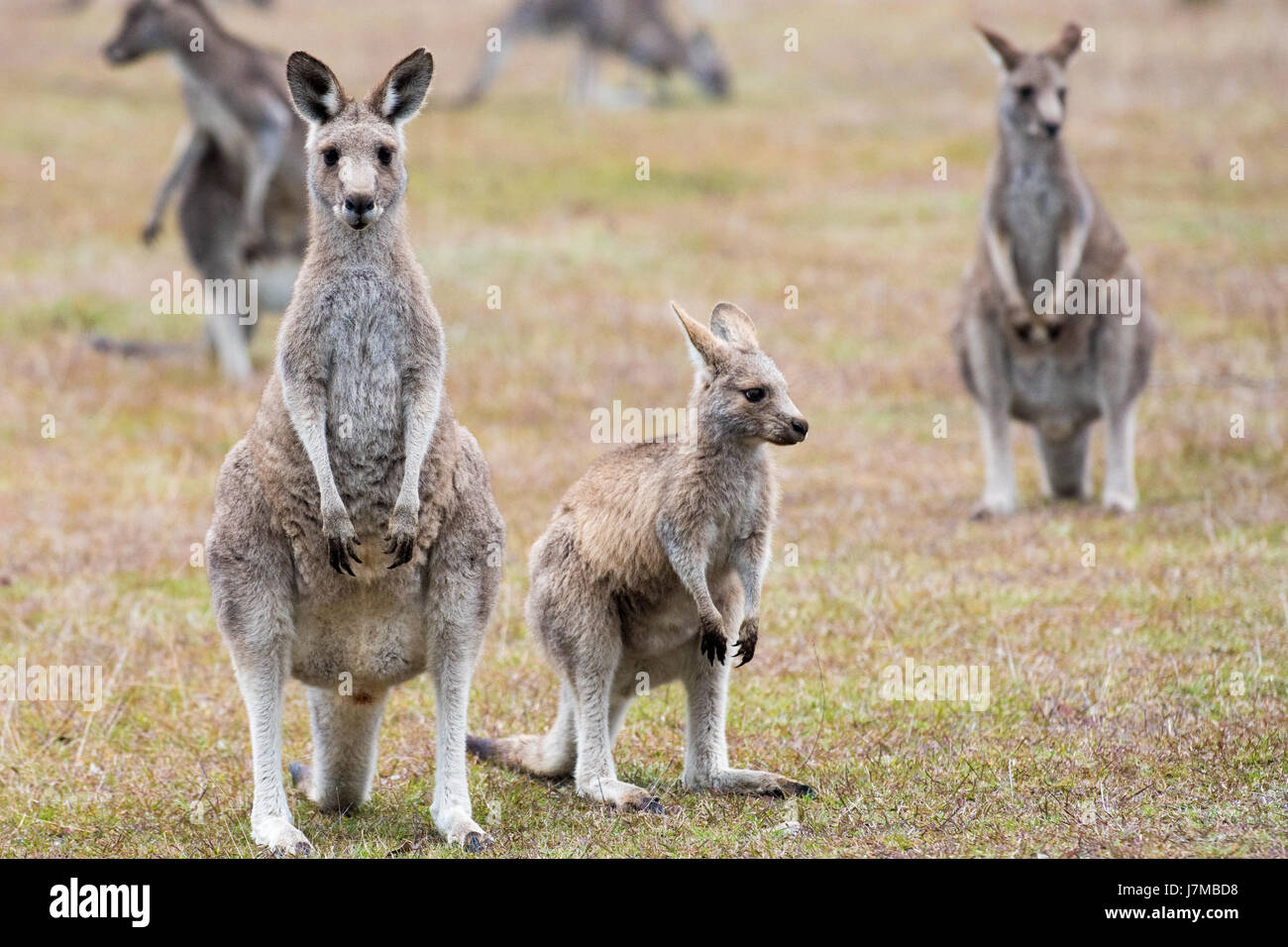 Eastern Grey Kangaroos photographed in the Kosciuszko National Park ...