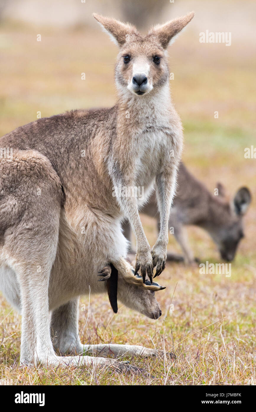 Eastern Grey Kangaroo photographed in the Kosciuszko National Park, New ...