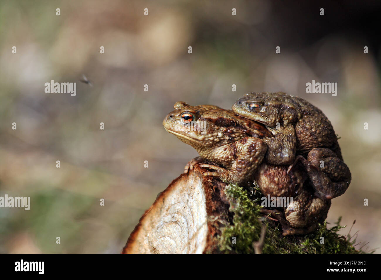 animal amphibian toad hug embracement nature animal amphibian toad hug ...