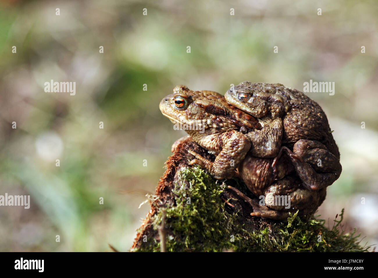 animal amphibian toad nature animal amphibian toad hug embracement ...