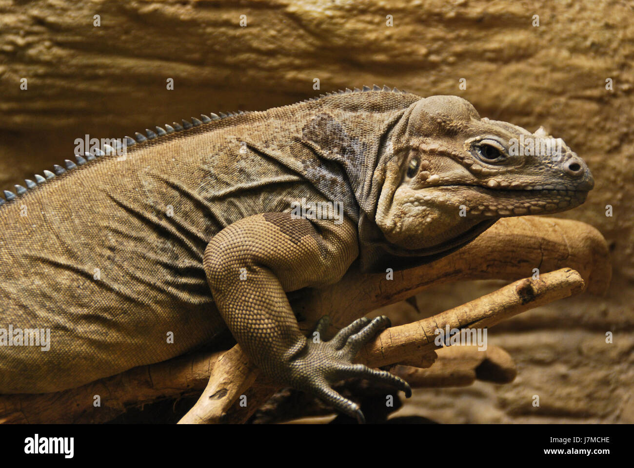 reptile iguana tree animal reptile wild lizard skin branch creature ...