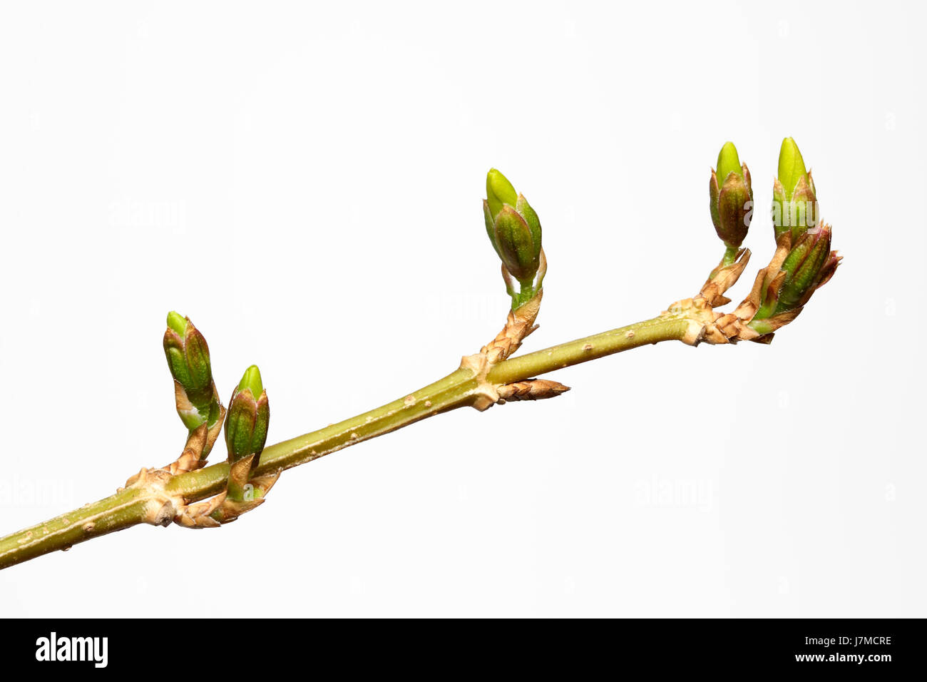 Green forsythia Cut Out Stock Images & Pictures - Alamy