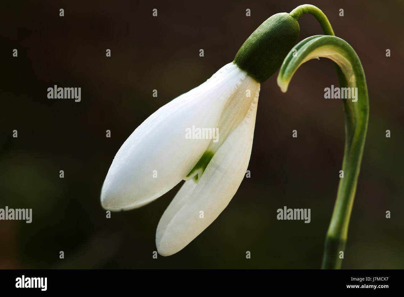 flower plant snowdrop pale bright pure white snow white garden winter ...