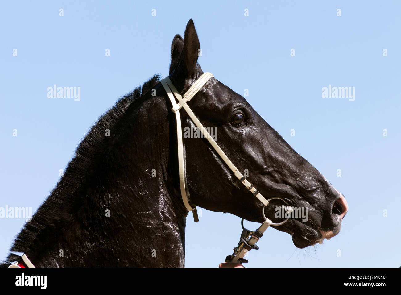 Portrait of raven horse Stock Photo - Alamy