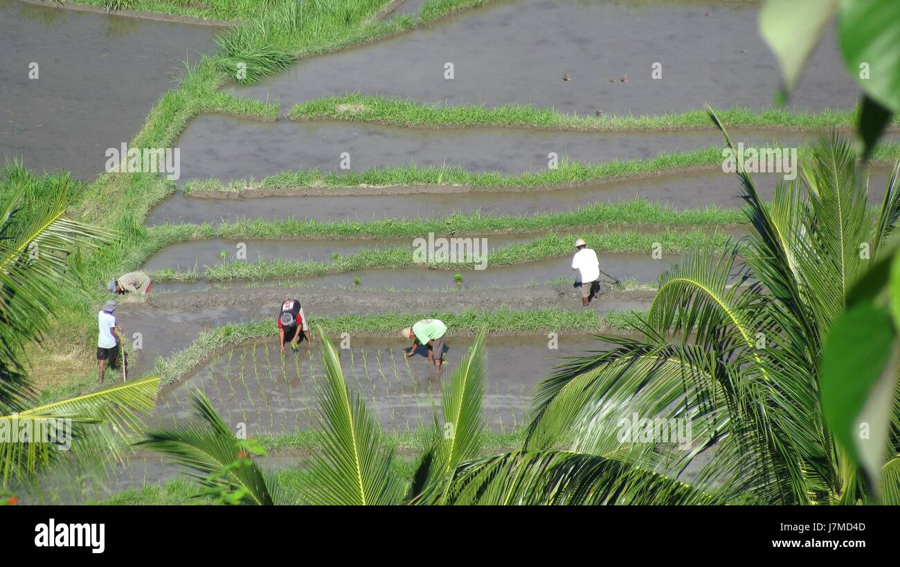 asia field bali indonesia paddy field rice food aliment asia ...