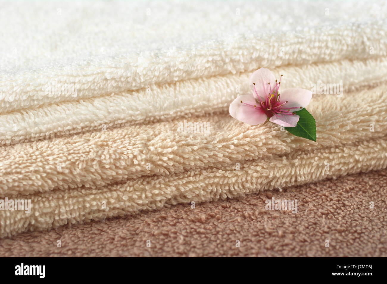 flower plant bloom blossom flourish flourishing shower towel hygiene ...