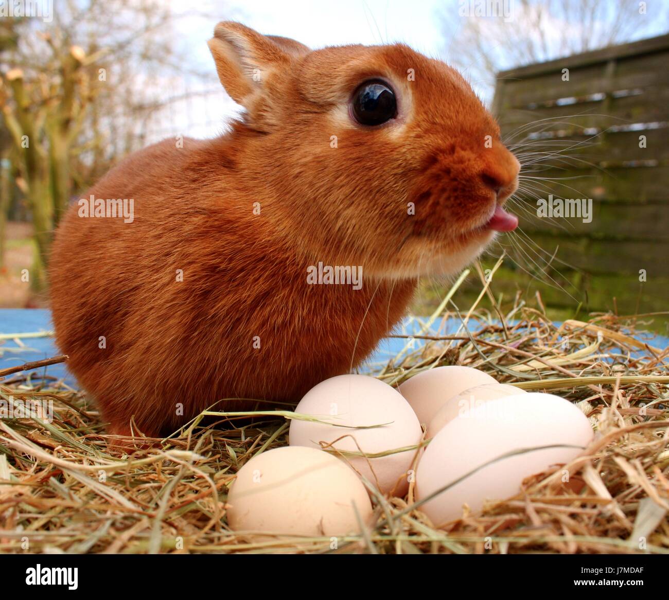 tongue easter rabbit hare stretch eggs out rabbits bunny tongue wide ...