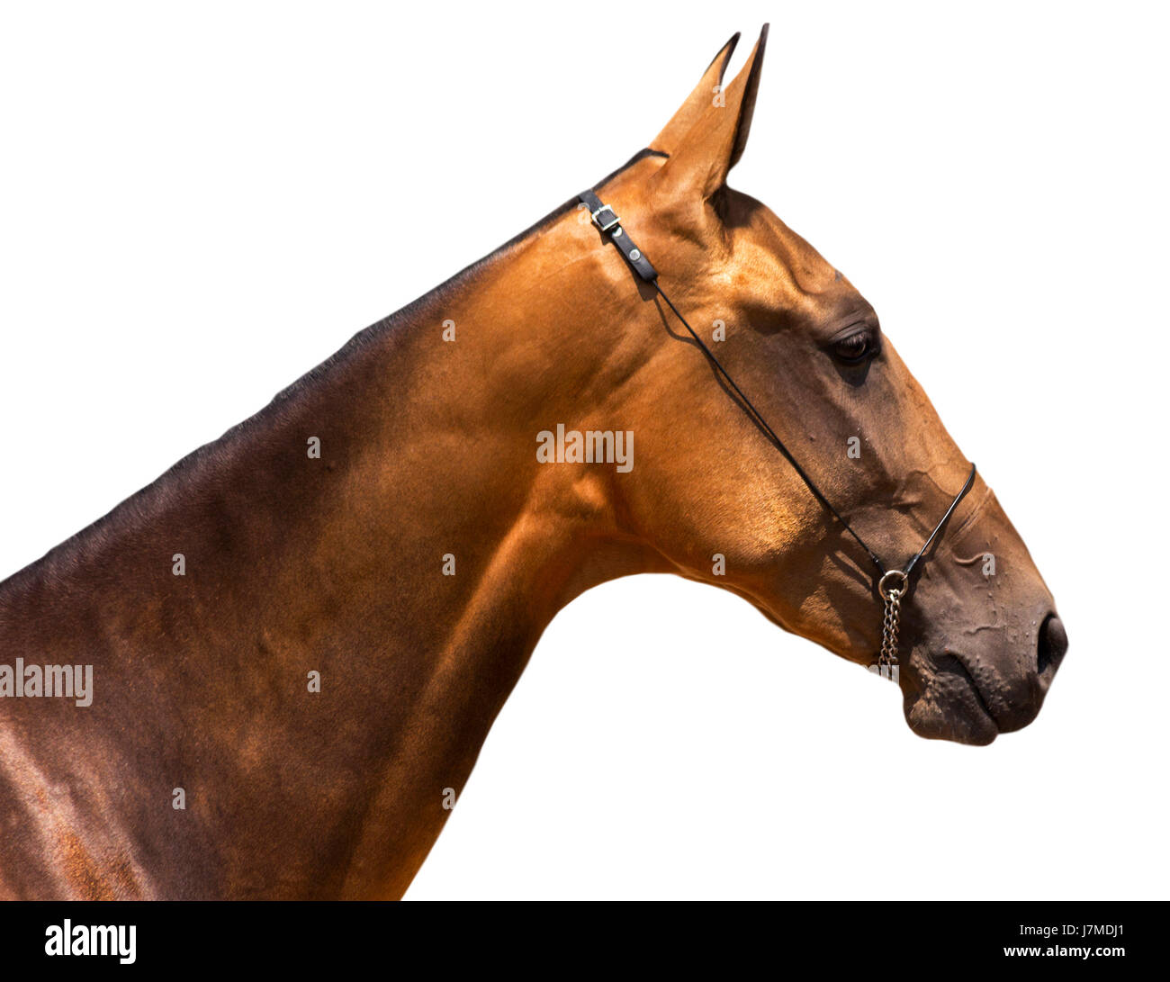 Portrait of beautiful akhal-teke horse on white background Stock Photo ...