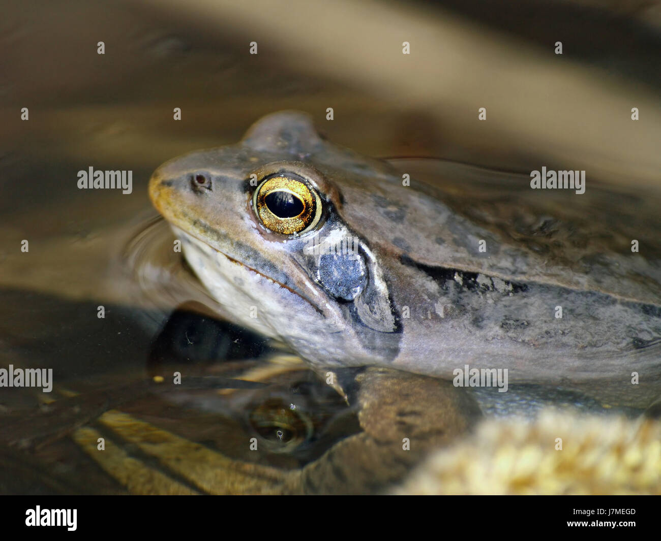 protected sheltered animal amphibians frog rare sign signal blue ...