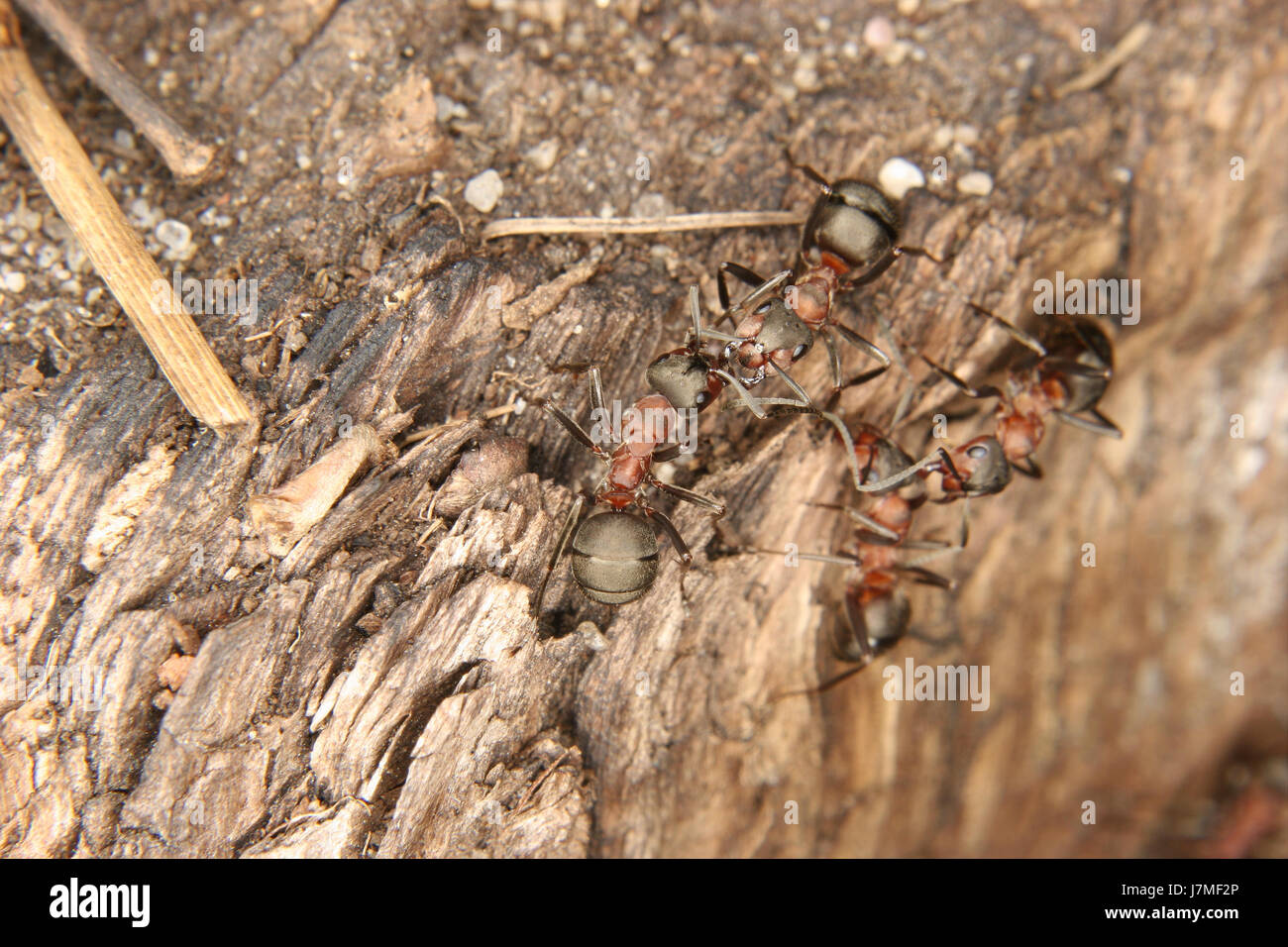 wood ant (formica rufa Stock Photo - Alamy