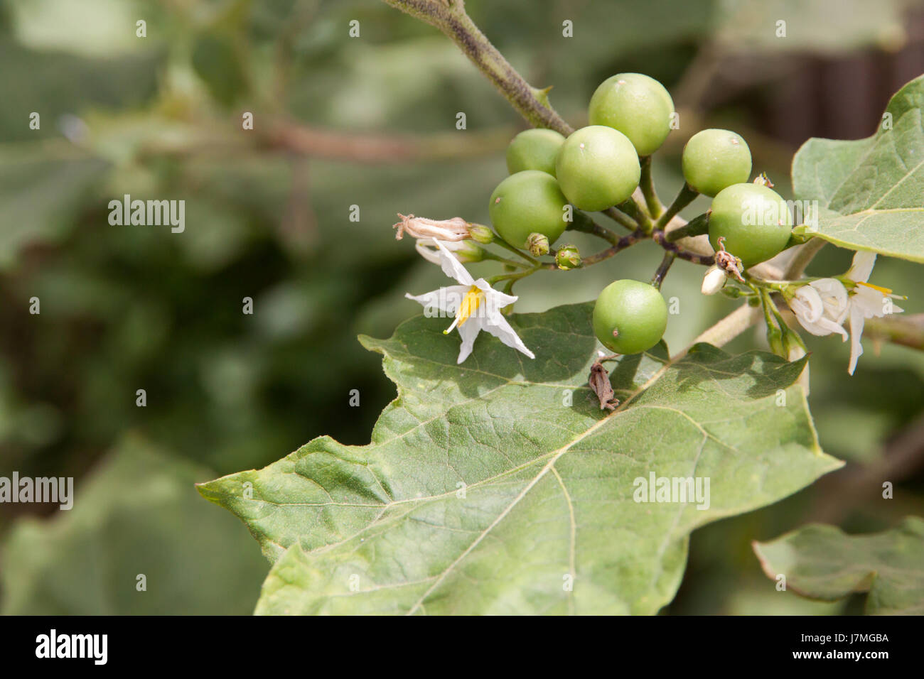 Little eggplant or turkey berry Fresh fruit on the tree Stock Photo - Alamy
