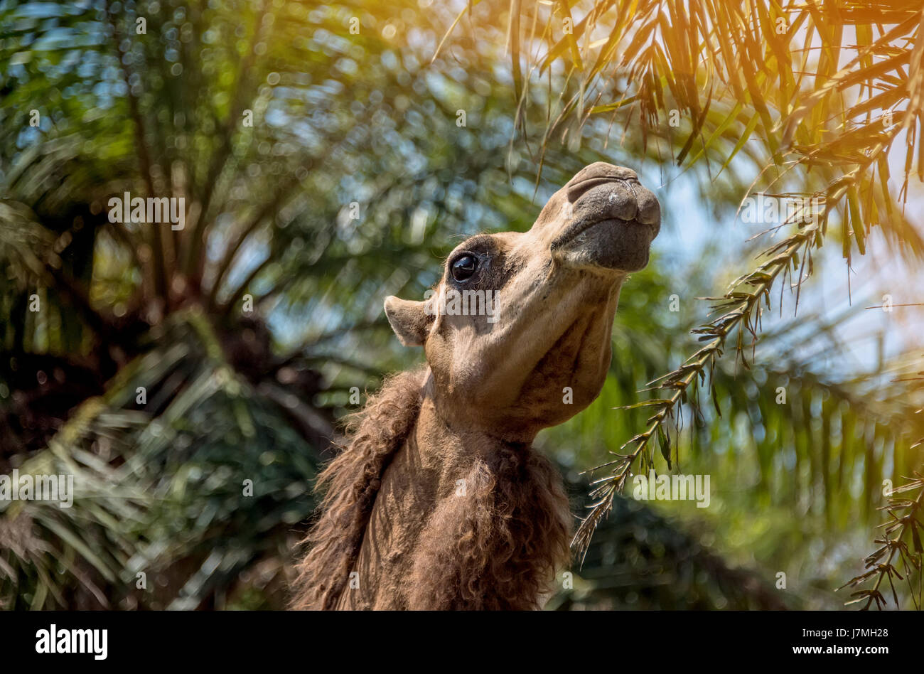 Camel on the background of trees with his head on a Sunny day.The ...