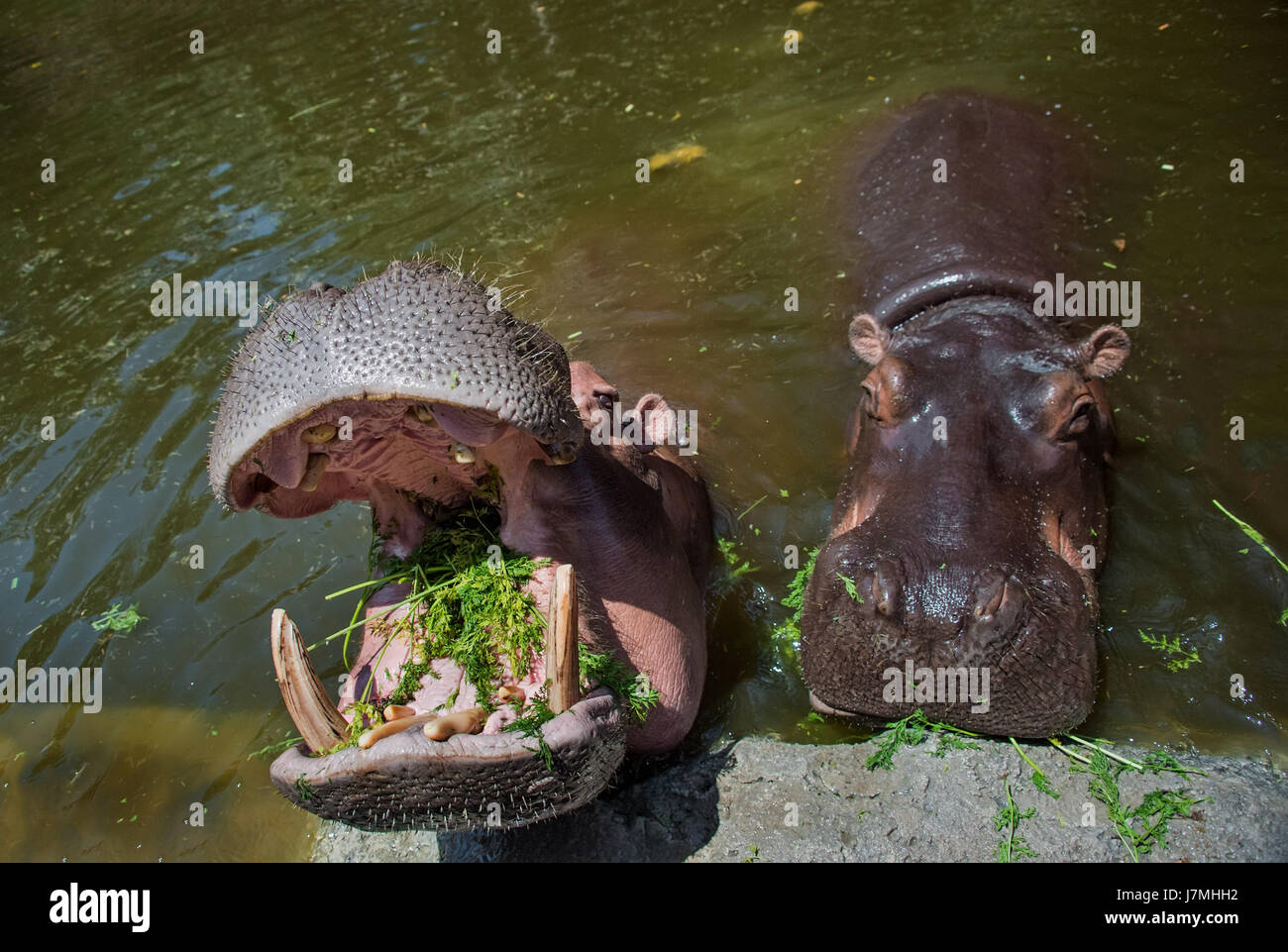 Eating hippos hi-res stock photography and images - Alamy