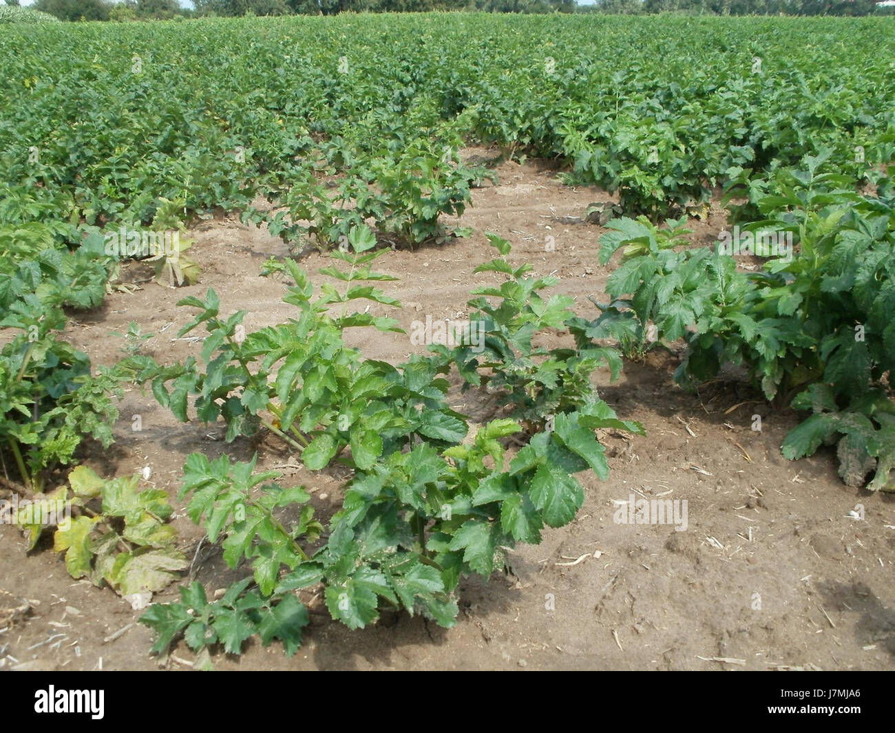 This image shows the Rettichfeld area in Reilingen, Germany, taken on ...