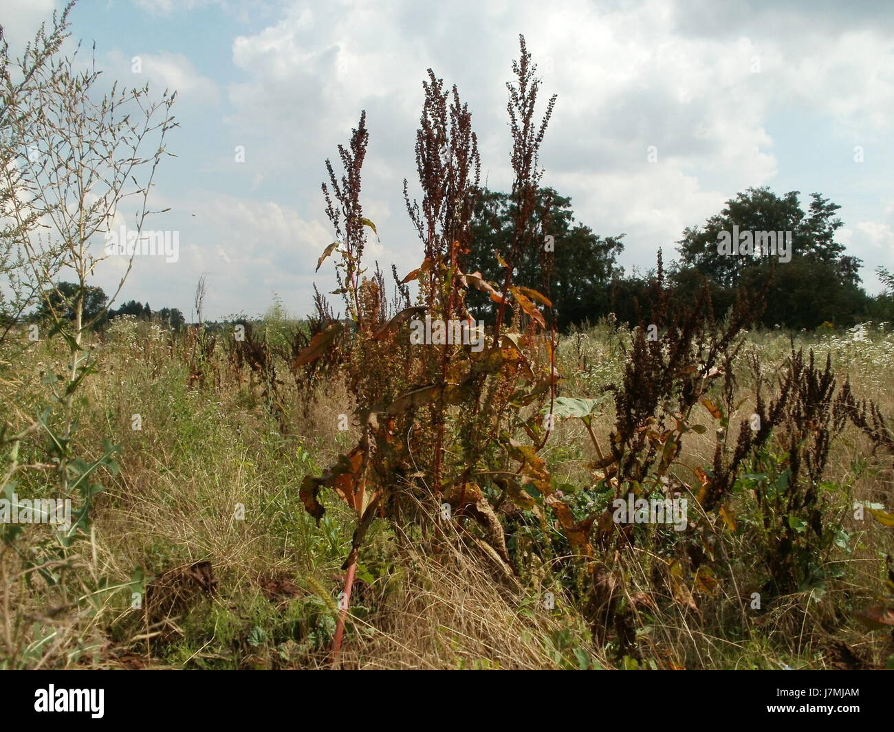 This image represents a wild rhubarb field located in Reilingen ...