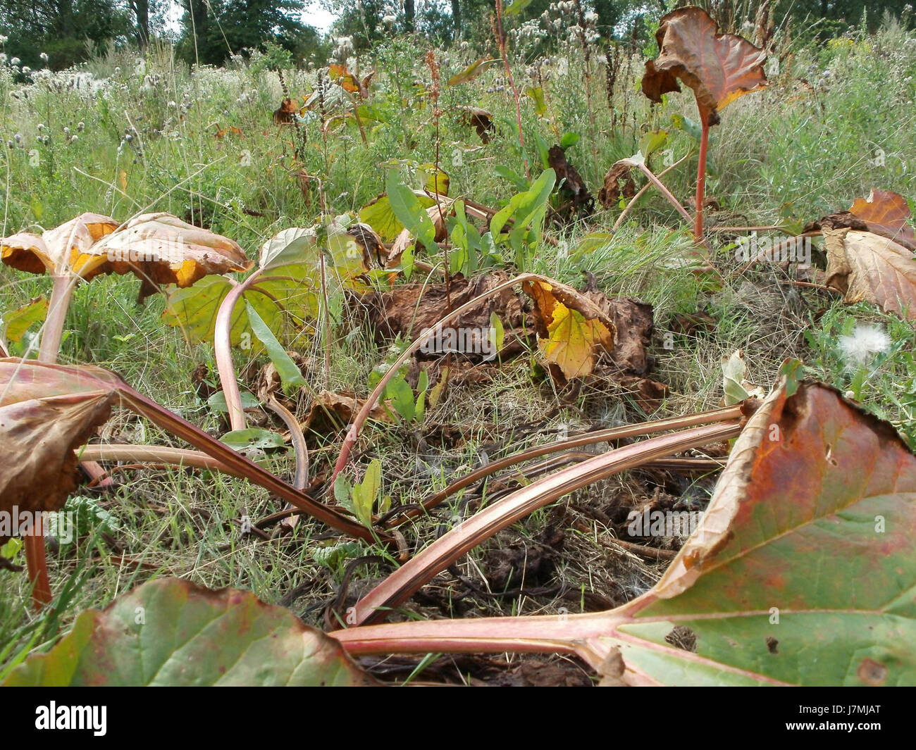 This photograph captures a wild rhubarb field in Reilingen, Germany, on ...
