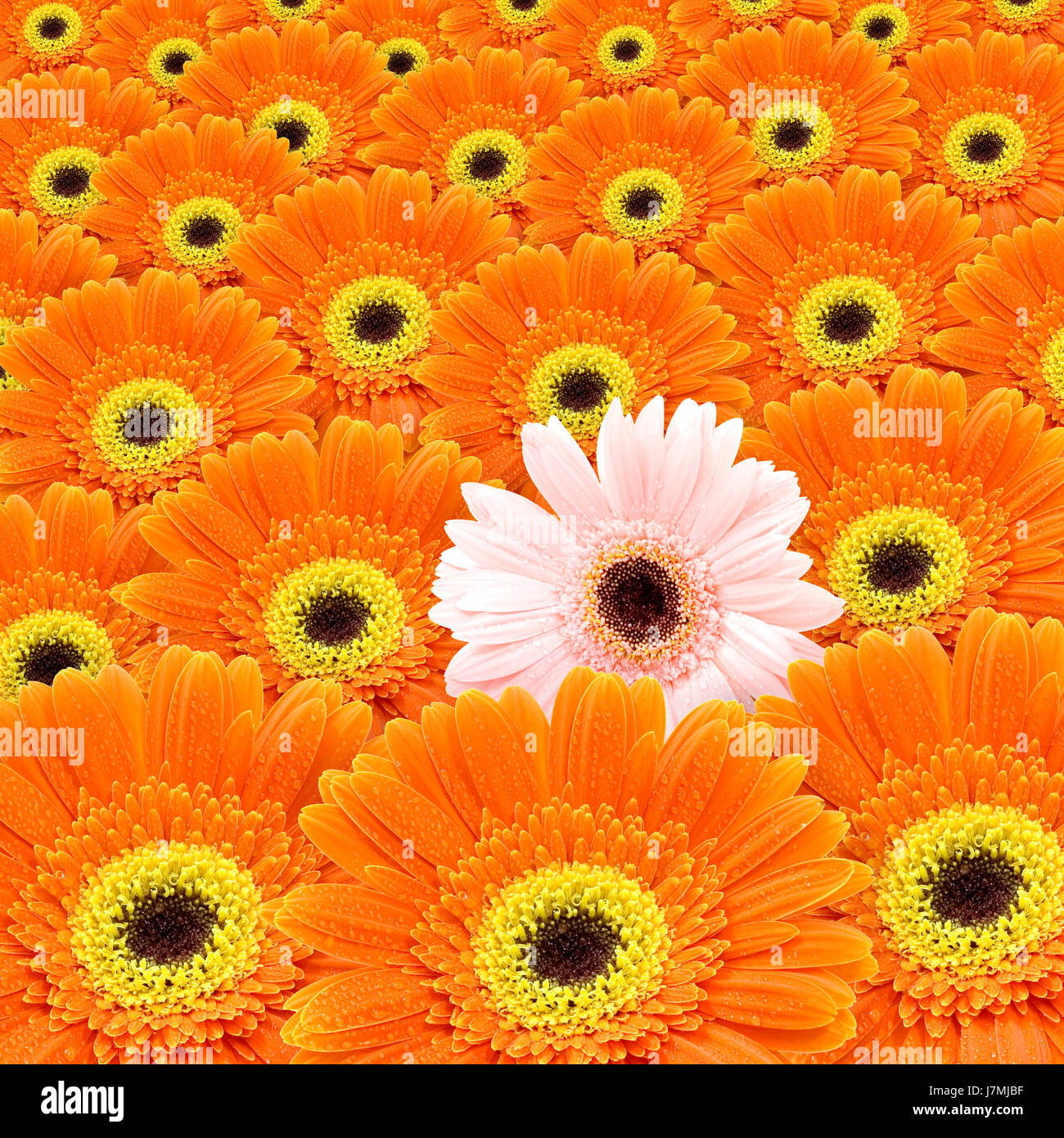 single isolated model design project concept plan draft contrast flower ...