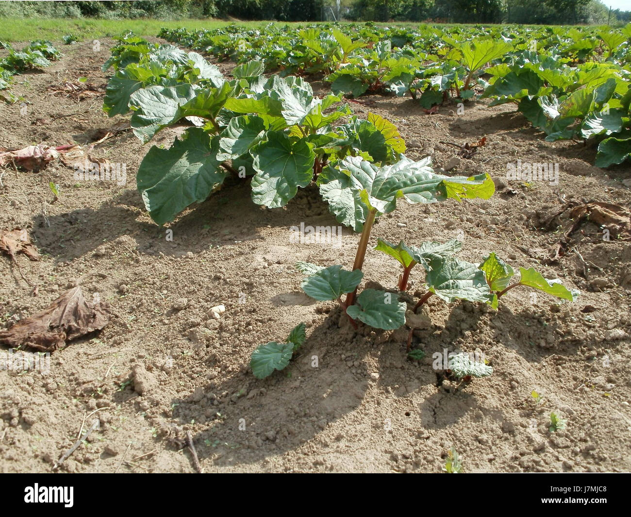 The image shows a rhubarb field (Rhabarberfeld) in Altlussheim, a ...