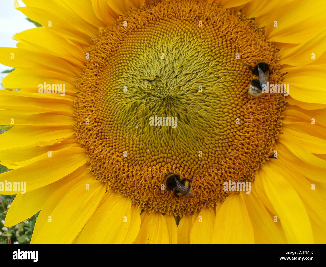 This image captures sunflowers at the Dune of Oftersheim on July 30 ...
