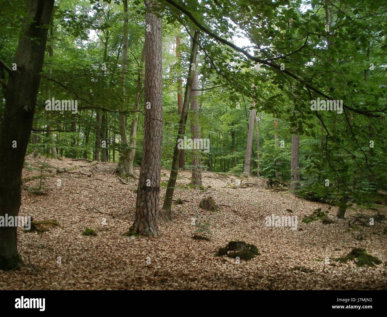 *Reilinger Eck 27* is a location in Reilingen, Germany, known for its ...