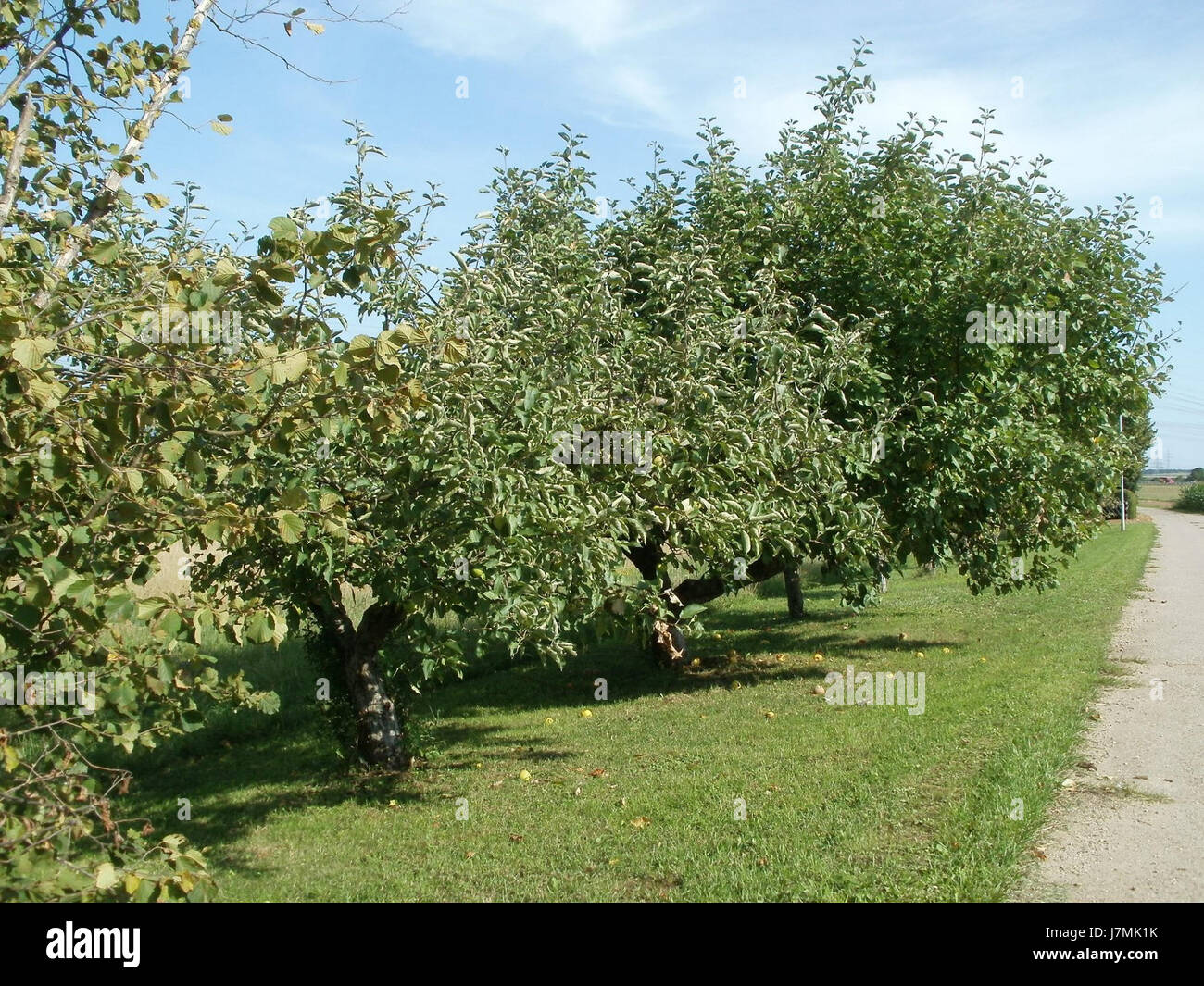 Streuobstwiese Plankstadt is a type of traditional fruit orchard in ...
