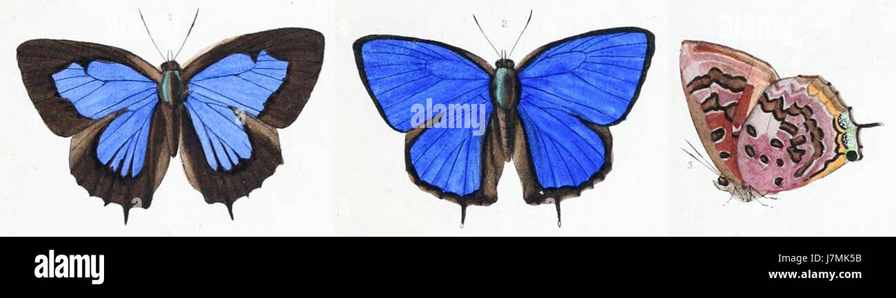 Arhopala Amantes is a butterfly species, described in 1862, known for ...