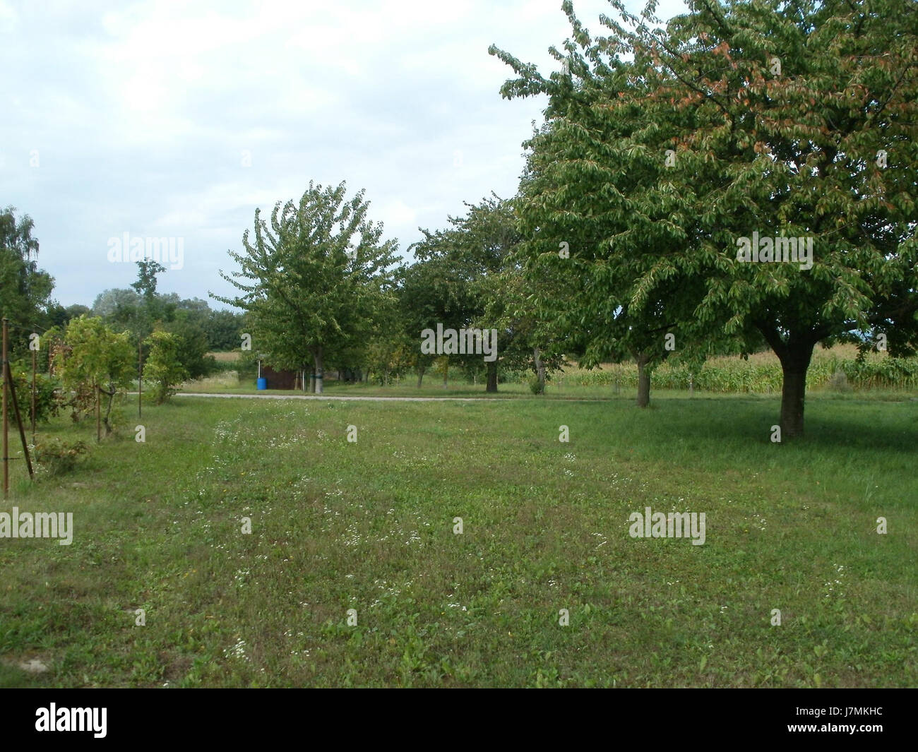 A photograph showing a Streuobstwiese, or traditional orchard, in ...