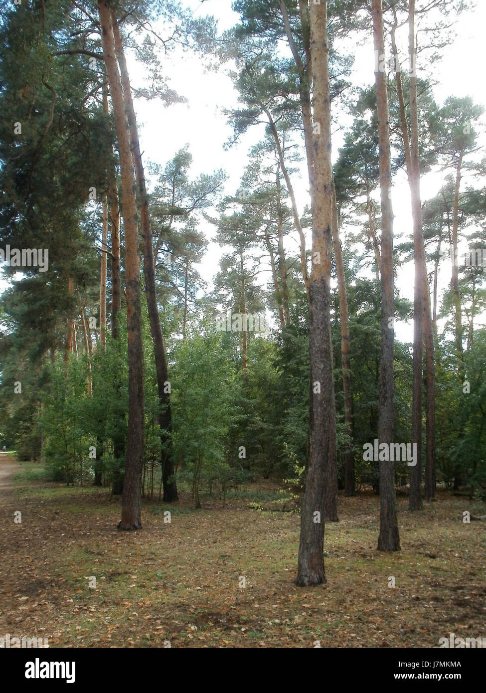 Schwetzinger Hardt is a nature reserve located in Germany. It is known ...