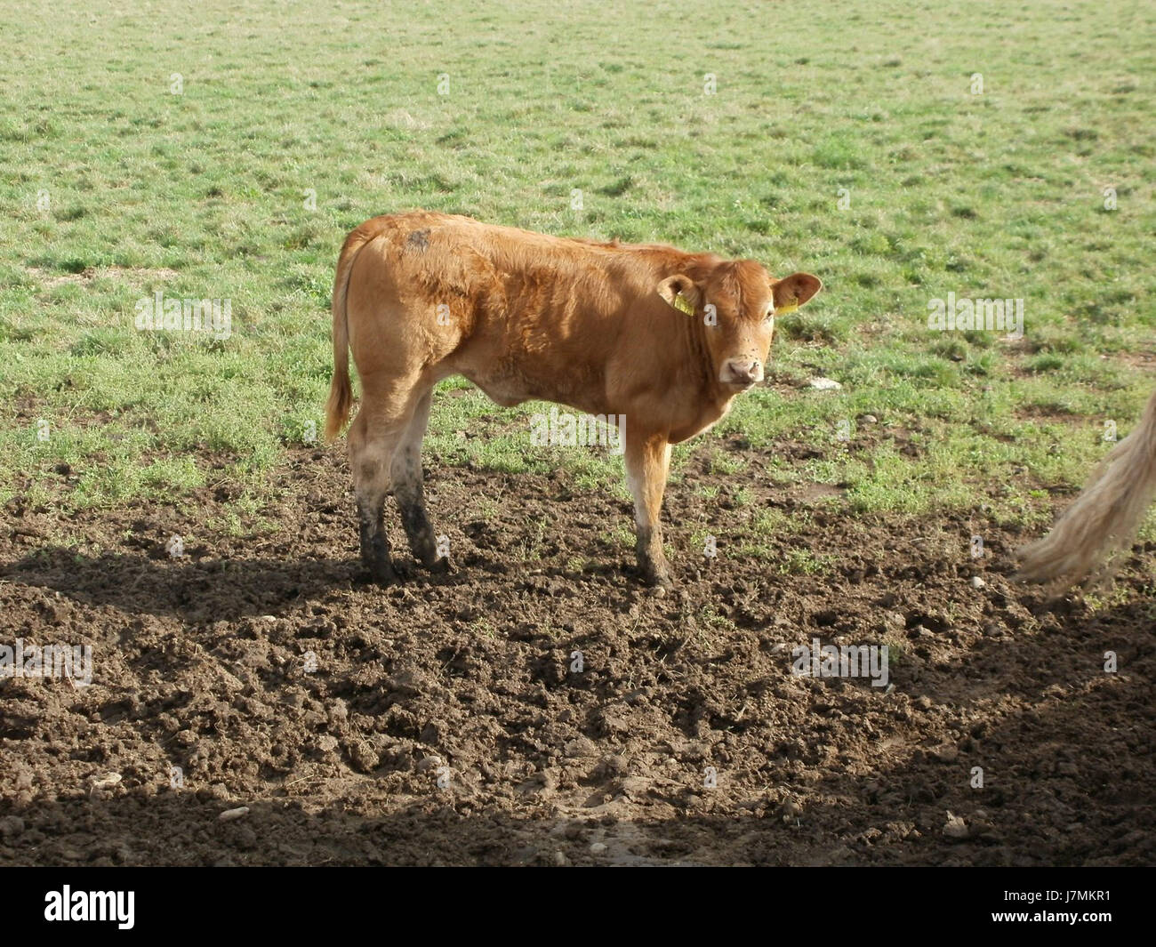 Bad farm practices hi-res stock photography and images - Alamy