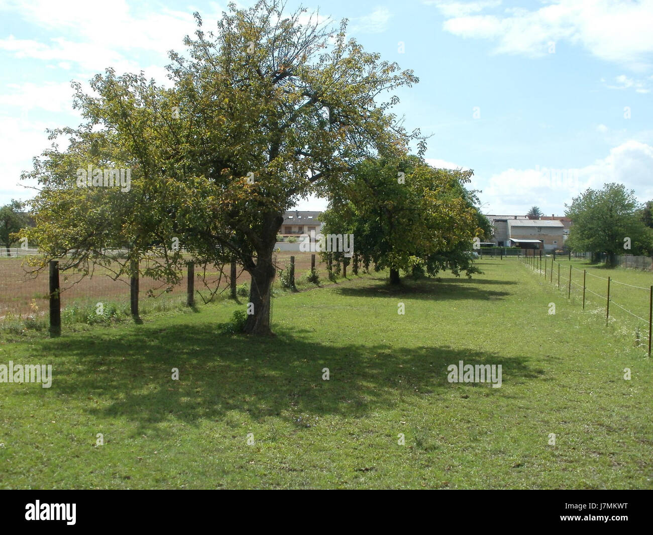 A photograph taken in Reilingen, Germany, on August 16, 2011 ...