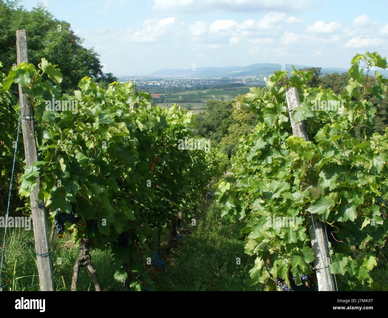 This entry likely references a photo or illustration from the ...