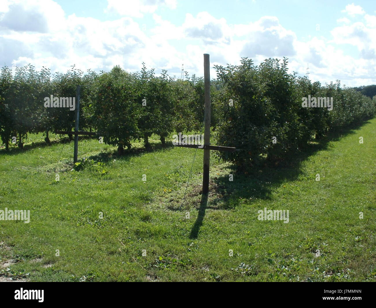 Obstgarten Reilingen refers to an orchard in Reilingen, Germany, known ...