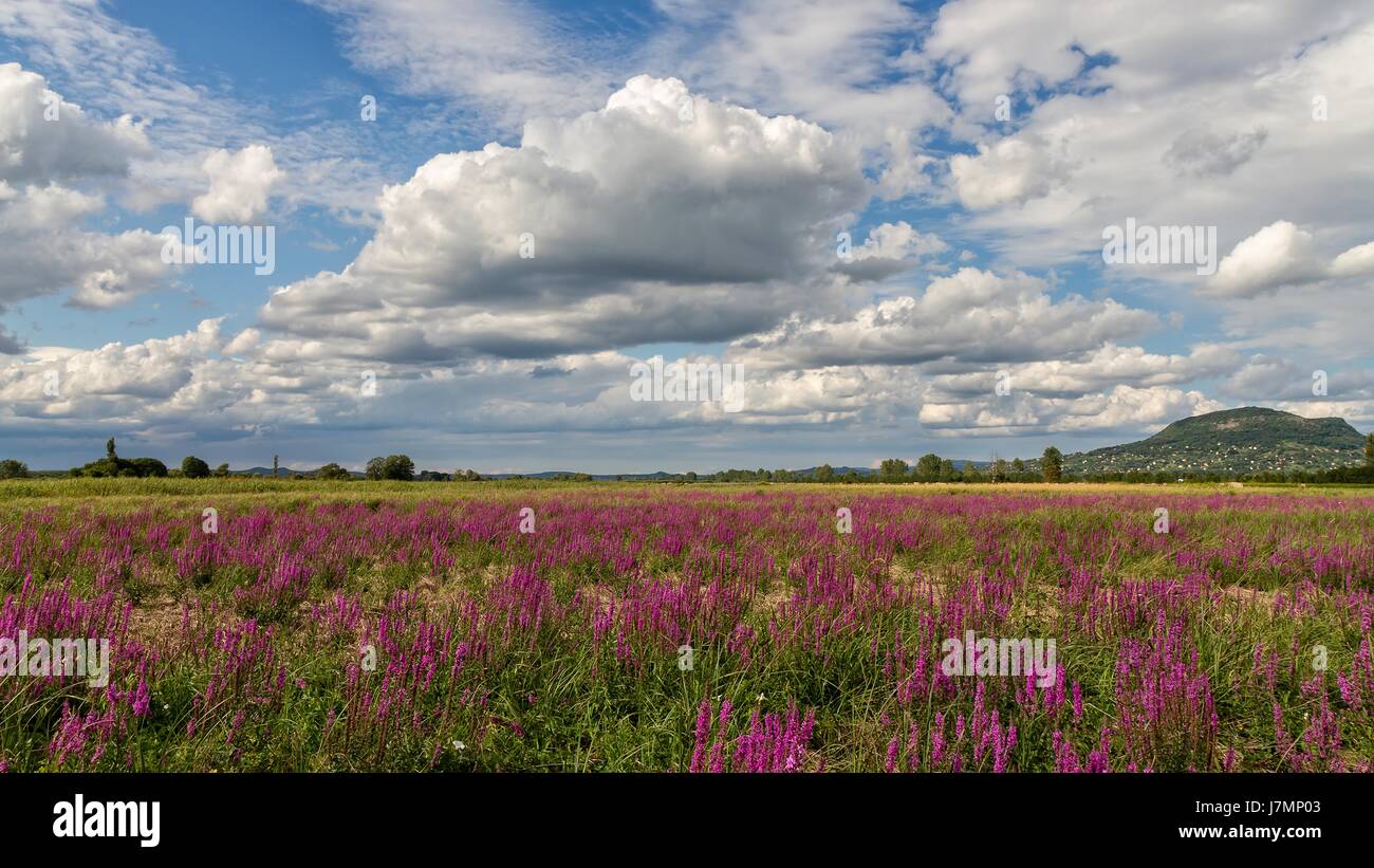 Purple wild marsh flowers growing in summer Stock Photo - Alamy