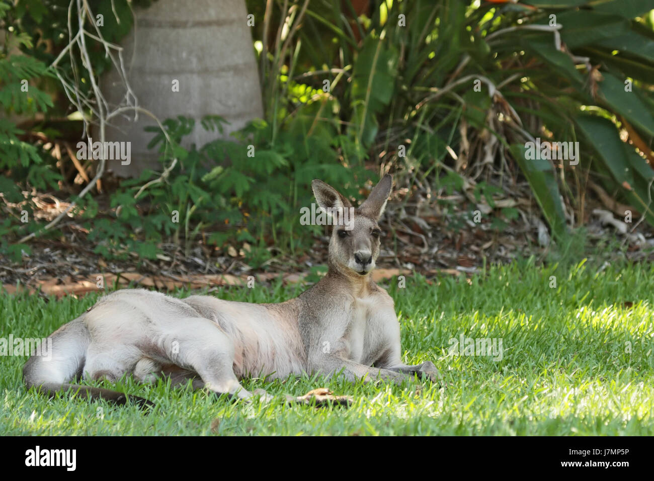 animal lie lying lies wildlife kangaroo opossum meadow grass lawn green ...