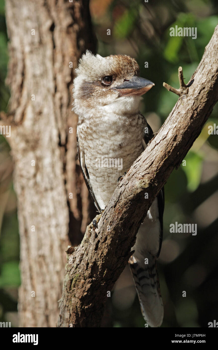 wait waiting tree animal bird birds australia branch wildlife put ...