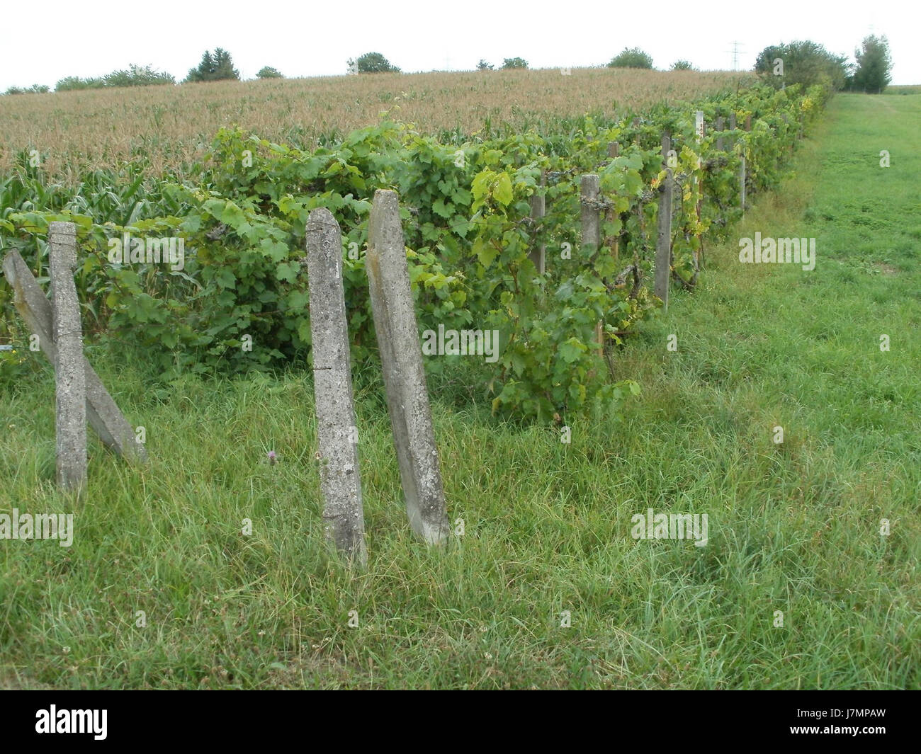 This photograph from September 11, 2011, shows the Weinberg area in ...