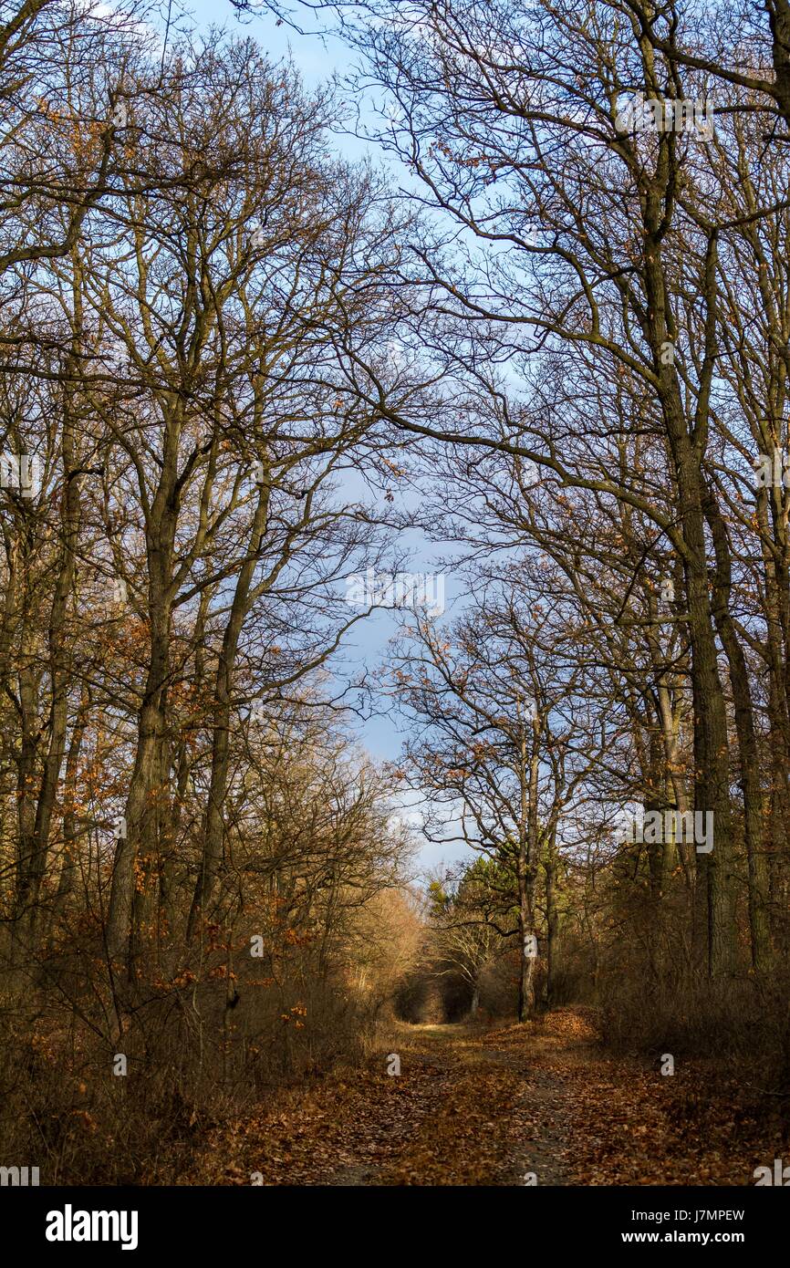 Autumn path in the oak forest Stock Photo - Alamy