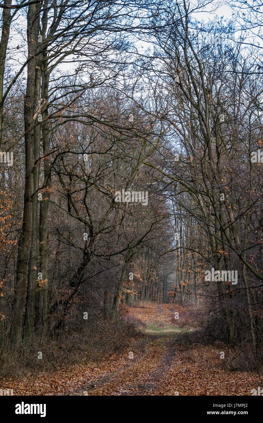 Autumn path in the oak forest Stock Photo - Alamy