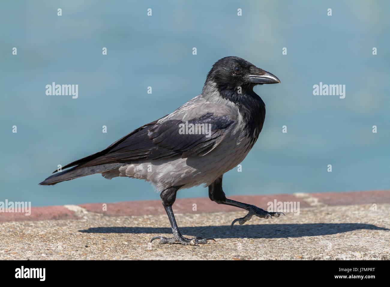 Young hooded crow bird walking Stock Photo - Alamy