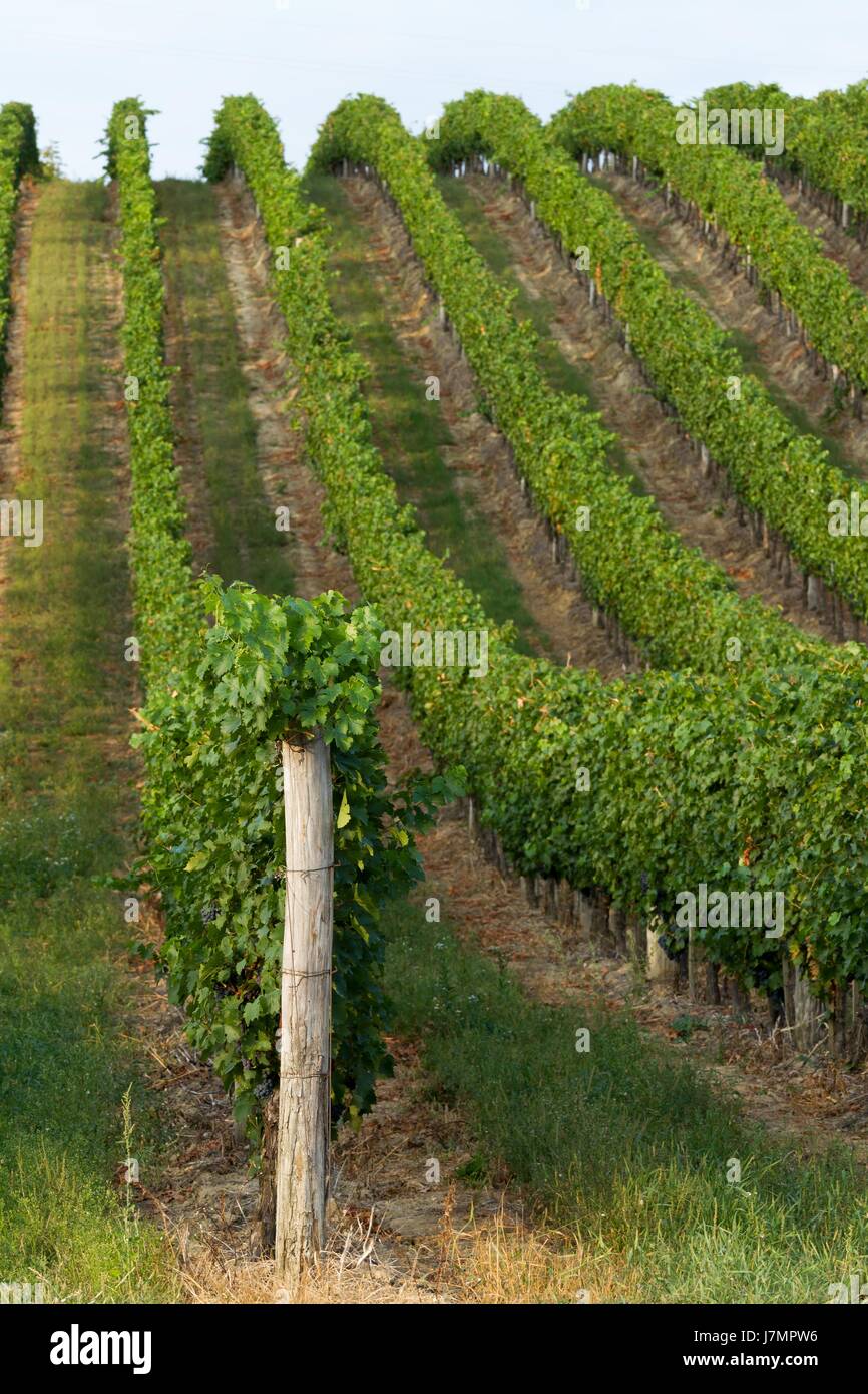 Beautiful rows of grapes from Hungary Stock Photo - Alamy