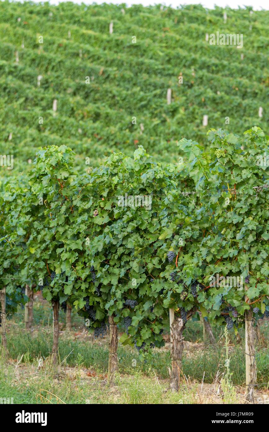 Beautiful rows of grapes from Hungary Stock Photo - Alamy
