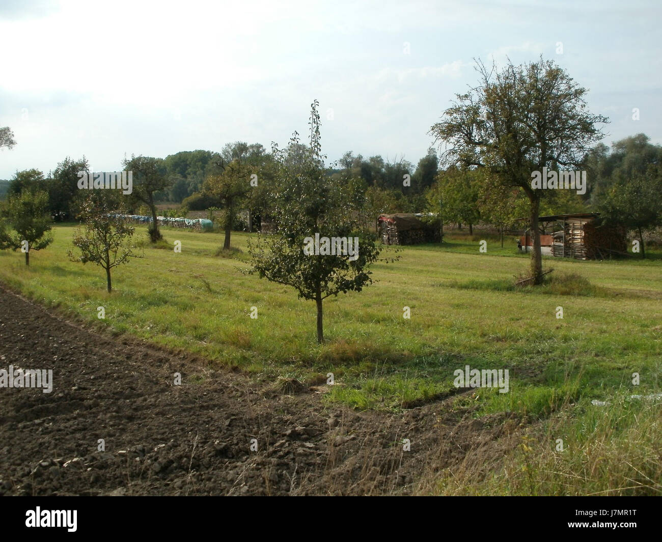 The Streuobstwiese in Rheinhausen is a traditional orchard located in ...
