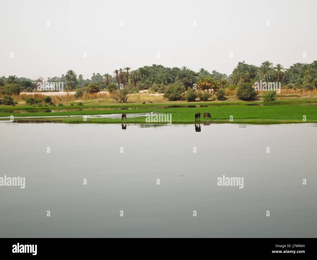 environment enviroment adventure egypt ecology ecosystem food aliment ...