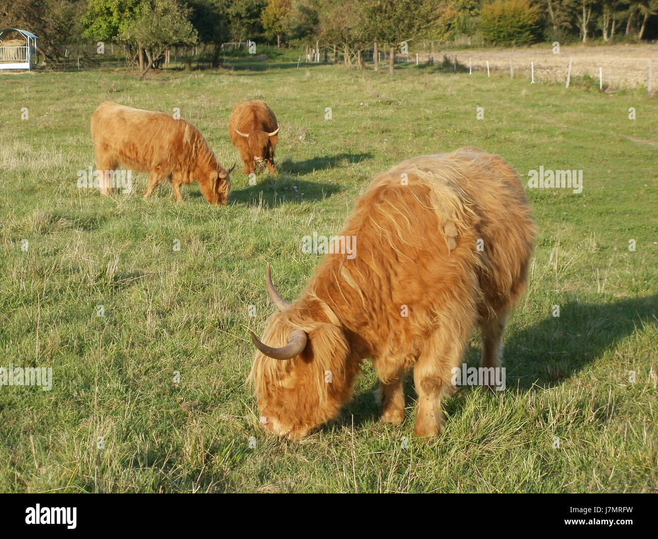 This image shows cows (Kuehe) in Rheinhausen, Germany. The photo ...