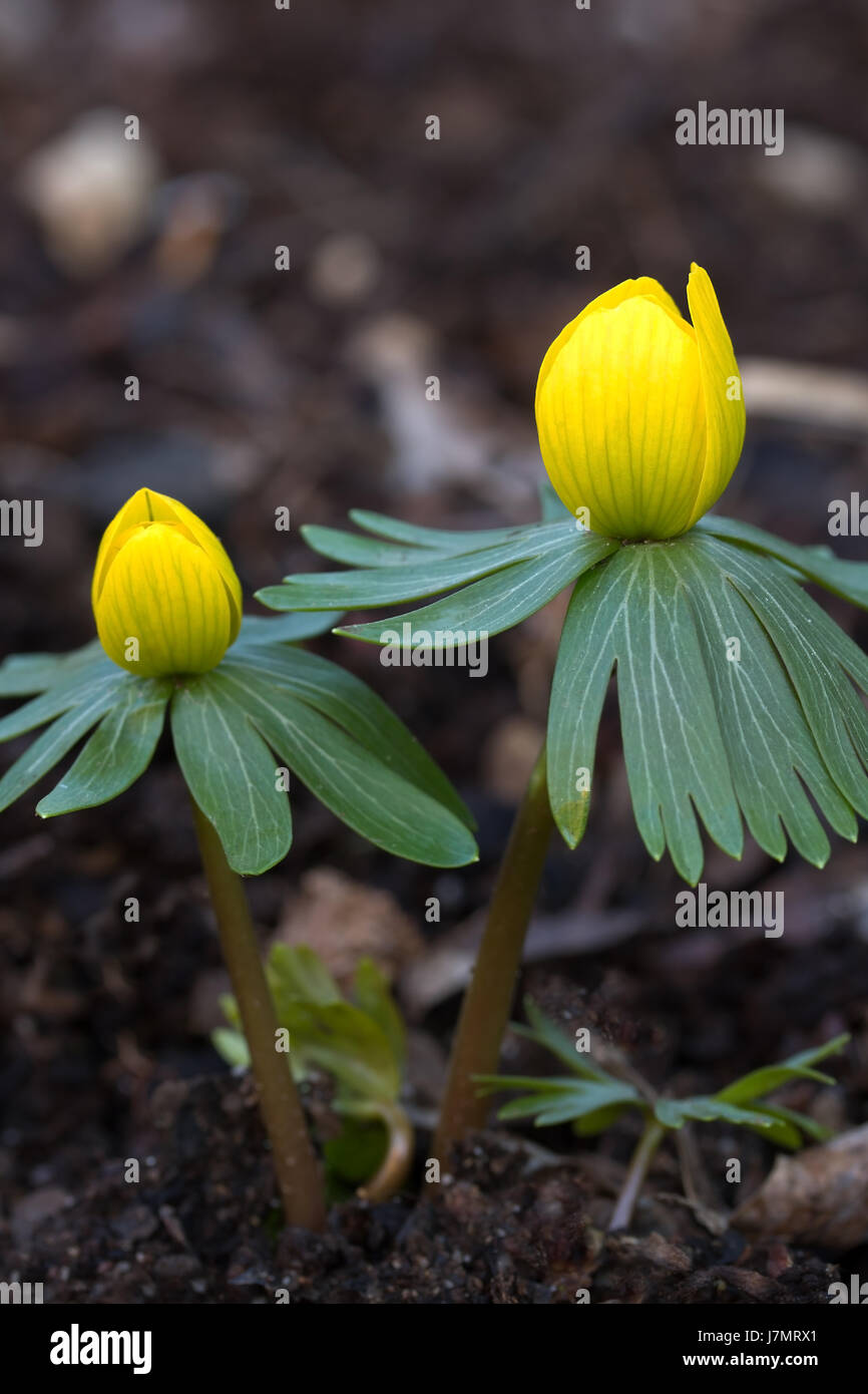 Single aconite flower hi-res stock photography and images - Alamy